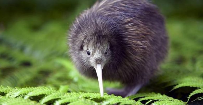 Flightless | DinoAnimals.com - Part 2