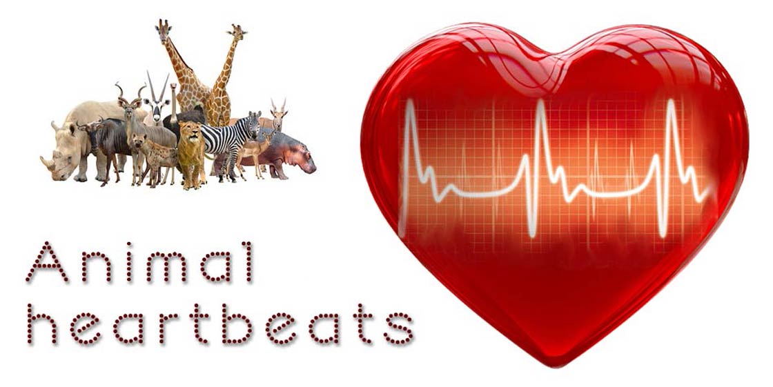Heart rates of animals TOP 10 | DinoAnimals.com