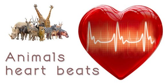 Heart rates of animals TOP 10 | DinoAnimals.com