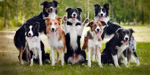 Border Collie – the smartest dog in the world | DinoAnimals.com