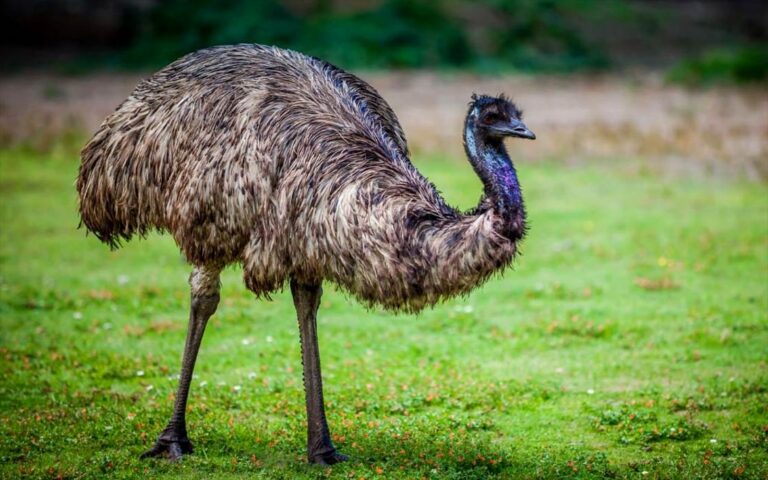 Emu – flightless birds | DinoAnimals.com