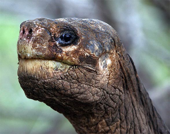 Galápagos giant tortoise (Chelonoidis nigra) | DinoAnimals.com