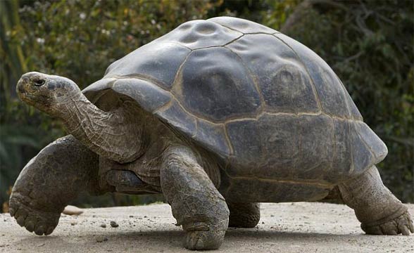Galápagos giant tortoise (Chelonoidis nigra) | DinoAnimals.com