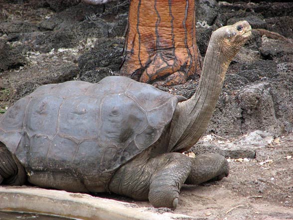 Galápagos giant tortoise (Chelonoidis nigra) | DinoAnimals.com