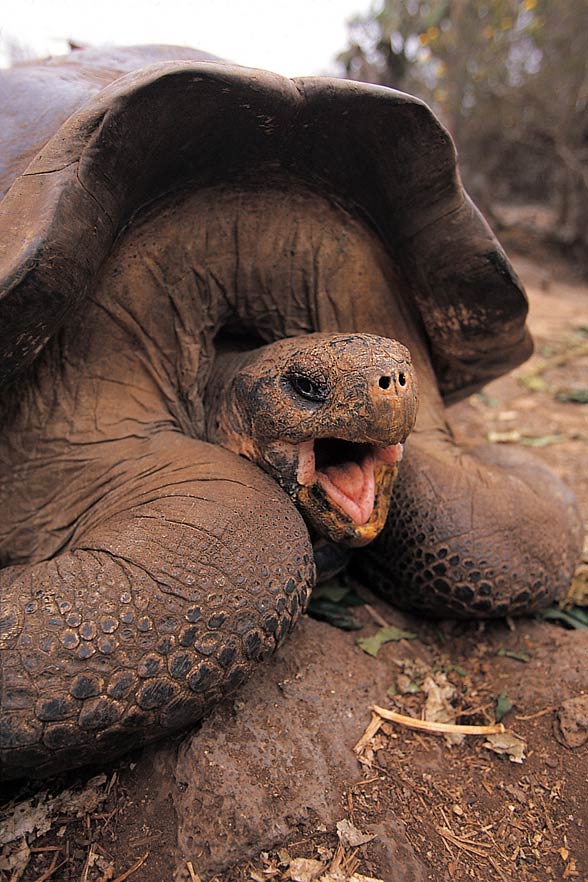 Galápagos giant tortoise (Chelonoidis nigra) | DinoAnimals.com