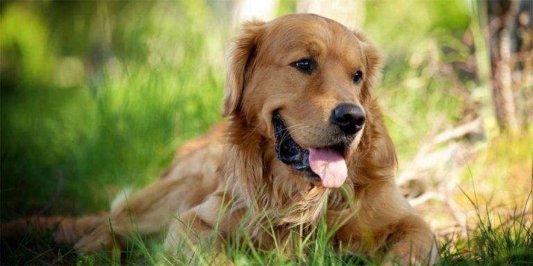 Golden Retriever – the most beautiful dog | DinoAnimals.com
