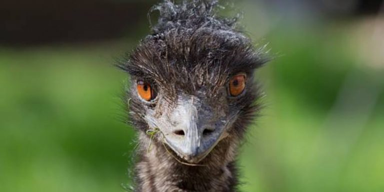 Emu – flightless birds | DinoAnimals.com
