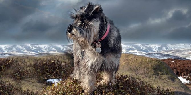 Miniature Schnauzer – a loyal dog | DinoAnimals.com