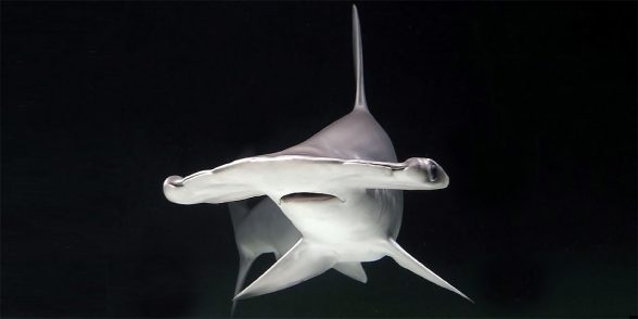 The largest, biggest, longest sharks - Top 10 | DinoAnimals.com