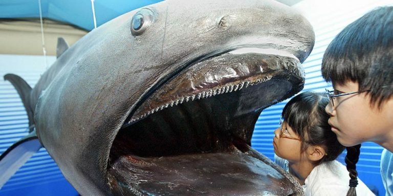 Megamouth shark – deepwater shark | DinoAnimals.com