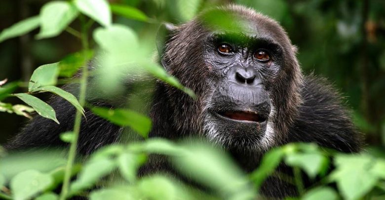 Africa | DinoAnimals.com - Part 3