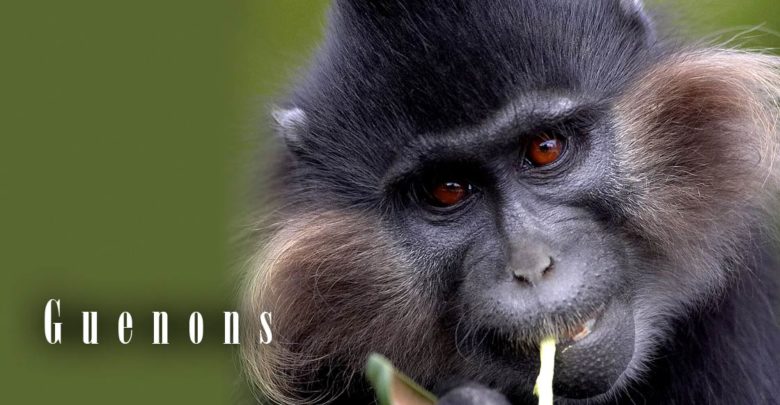 Mammals | DinoAnimals.com - Part 22