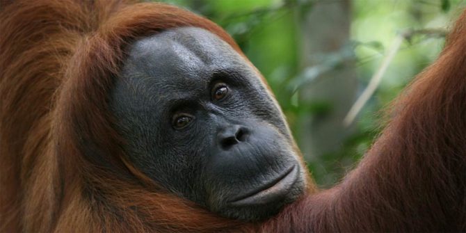 Orangutan – a forest man | DinoAnimals.com
