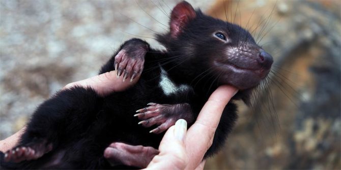 Tasmanian devil – the aggressive marsupial | DinoAnimals.com
