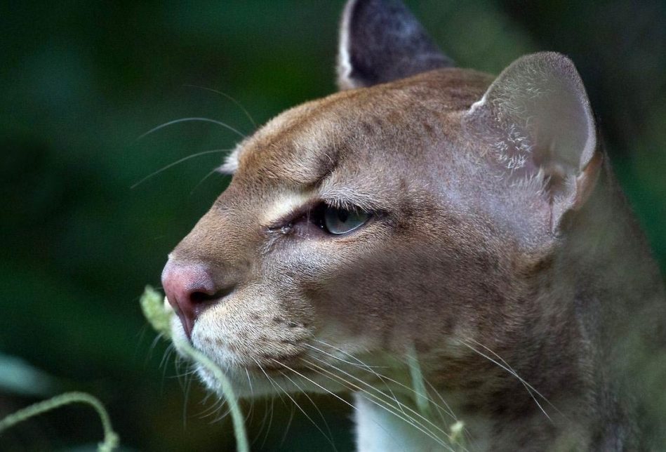 Die größten Wildkatzen - Top 10 | Free Press