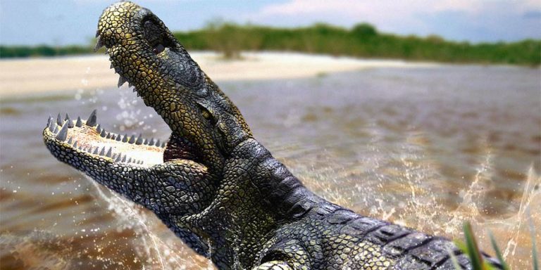 Purussaurus – a bus sized caiman | DinoAnimals.com