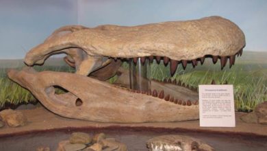 Purussaurus – a bus sized caiman | DinoAnimals.com