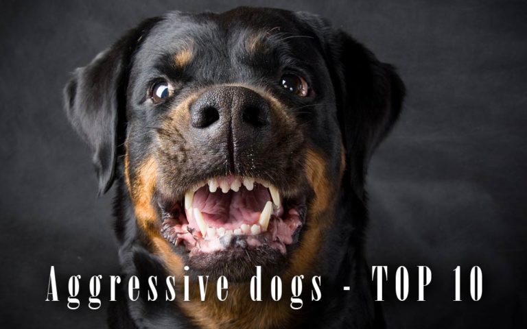 The most aggressive dog breeds - TOP 10 | DinoAnimals.com