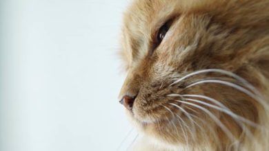 Cat intelligence | DinoAnimals.com