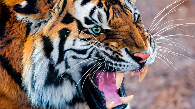 Man-eaters: The Champawat Tiger | DinoAnimals.com
