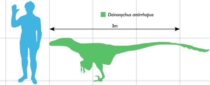 Deinonychus – terrible claw | DinoAnimals.com