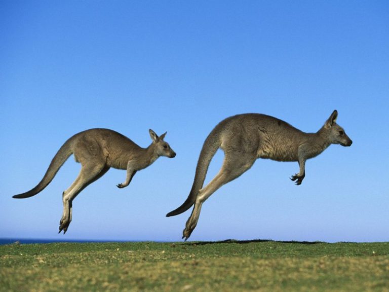 Kangaroo – jumping boxer | DinoAnimals.com