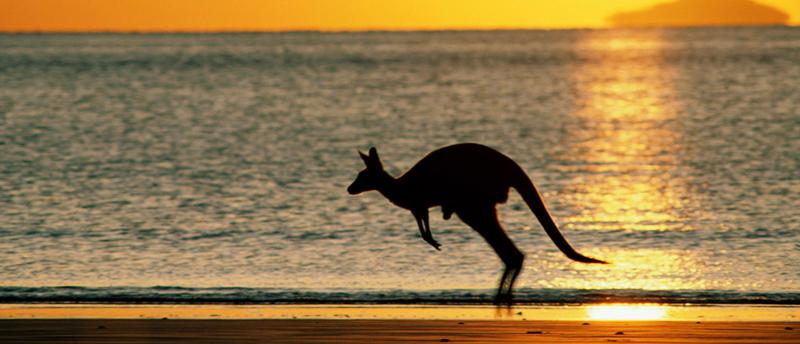 Kangaroo – jumping boxer | DinoAnimals.com