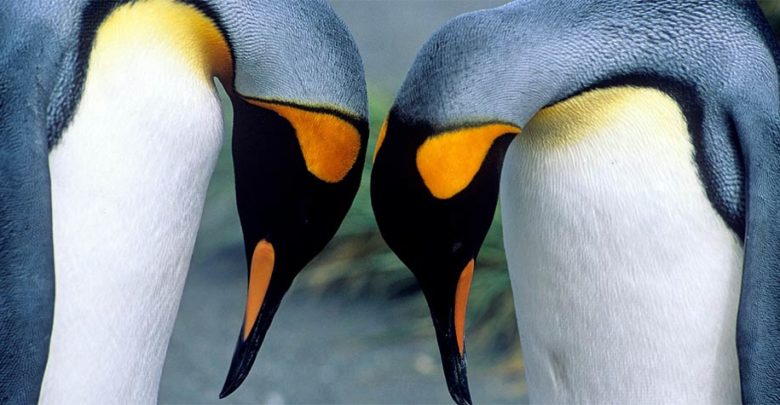 Animals | DinoAnimals.com - Part 42