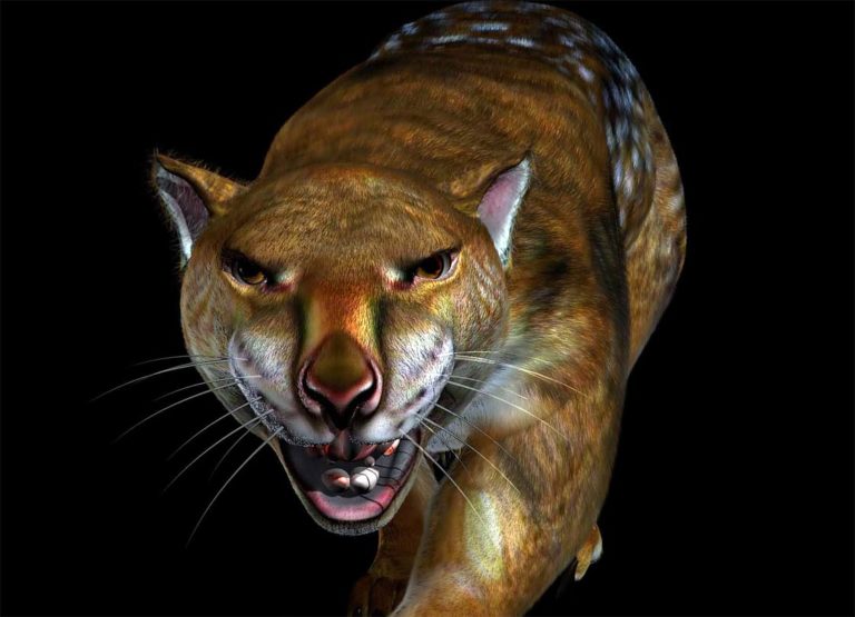 Marsupial lion – large predatory marsupial | DinoAnimals.com