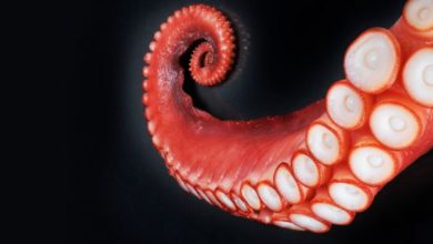 Squids – giants from the depths | DinoAnimals.com