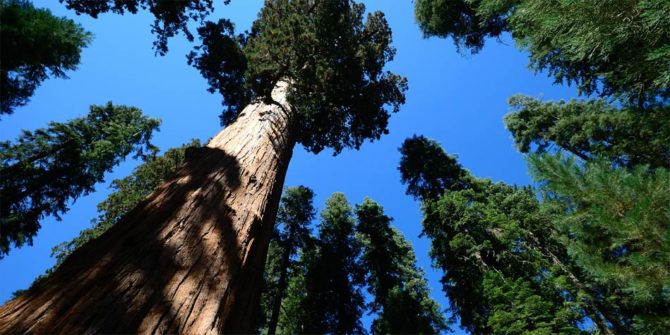 The tallest trees – Top 10 | DinoAnimals.com