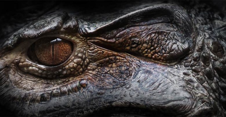 Reptiles | DinoAnimals.com - Part 4