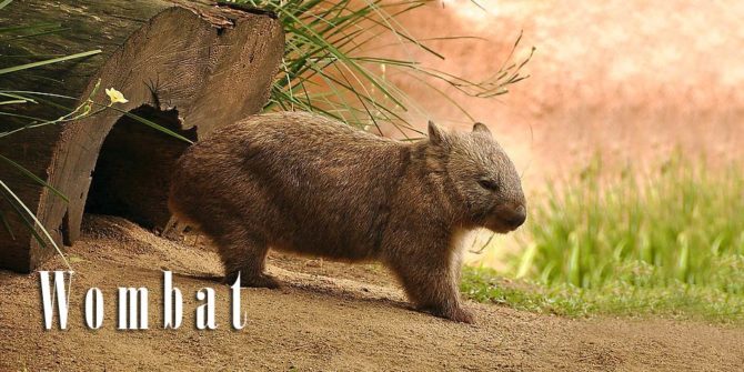 Wombat – plump mammal | DinoAnimals.com