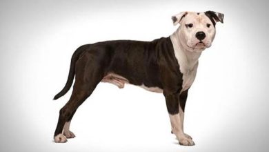 American Staffordshire Terrier – Amstaff | DinoAnimals.com