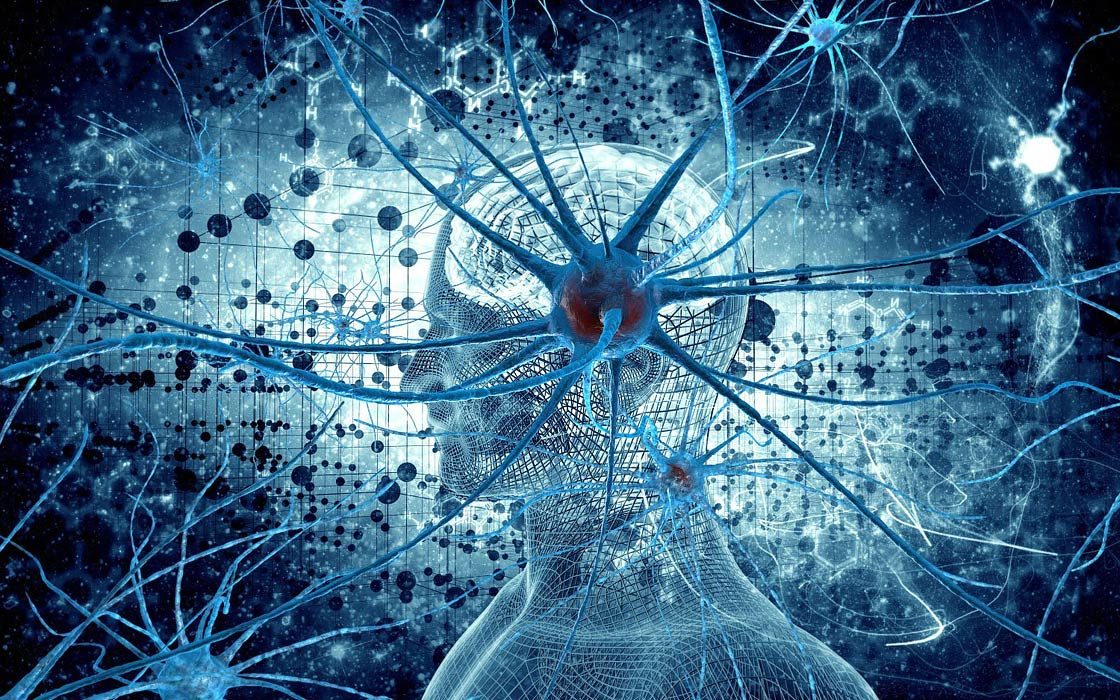 Number of neurons in the brain of animals | DinoAnimals.com