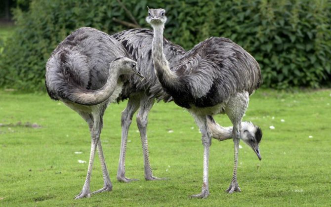 Greater rhea and Lesser rhea | DinoAnimals.com