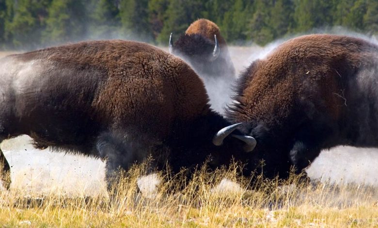 America N | DinoAnimals.com - Part 4