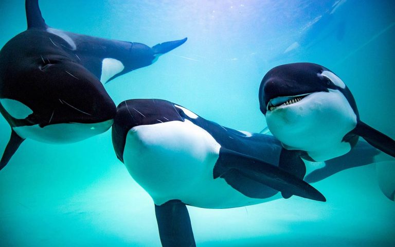 Orca, killer whale – the terror of the oceans | DinoAnimals.com