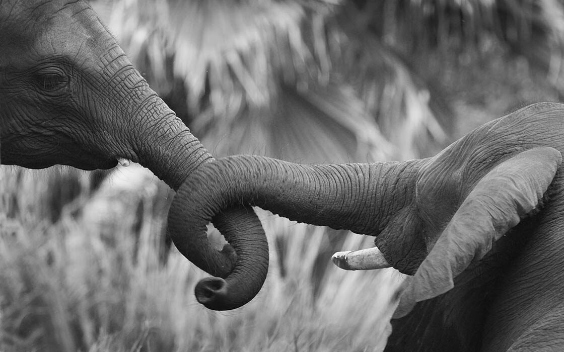 Sexual behavior of animals | DinoAnimals.com