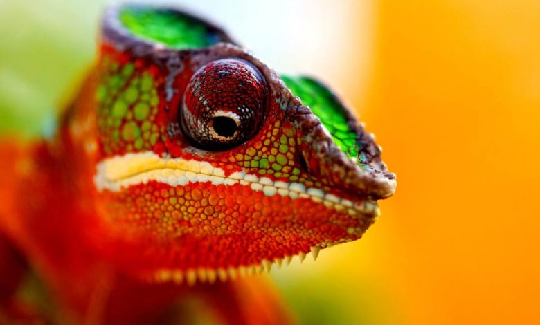 Europe | DinoAnimals.com - Part 3