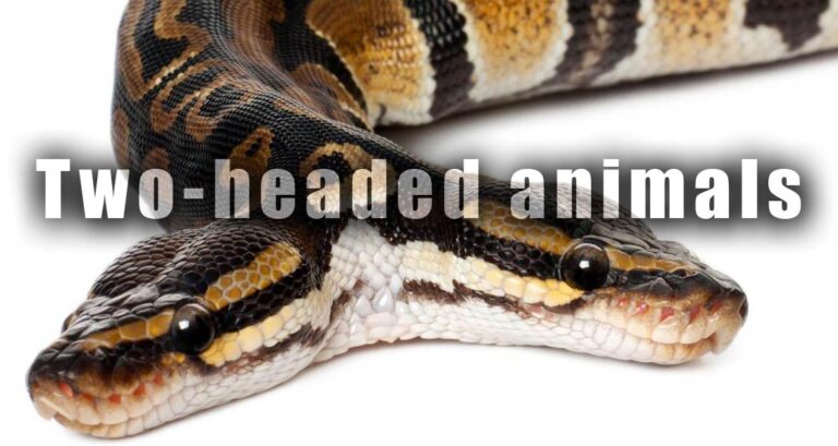 Two-headed animals – Polycephaly | DinoAnimals.com