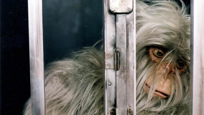 Alma – Yeti from Mongolia | DinoAnimals.com