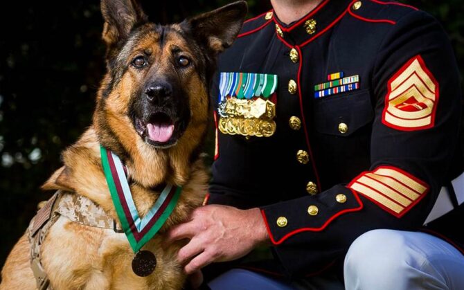 Dickin Medal – in honor of animals | DinoAnimals.com