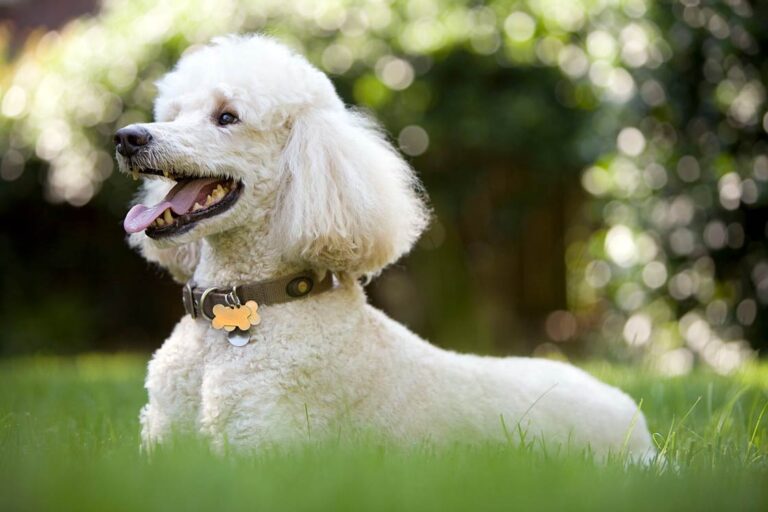 Poodle – very clever dog | DinoAnimals.com