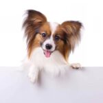Papillon (Continental Toy Spaniel) and Phalène | DinoAnimals.com