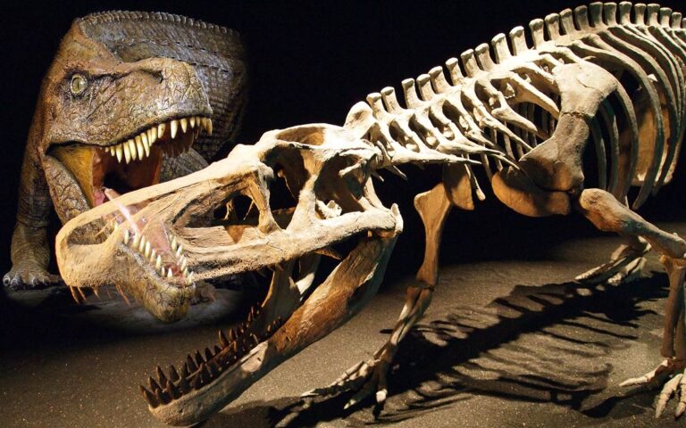 Saurosuchus – a "lizard crocodile" | DinoAnimals.com