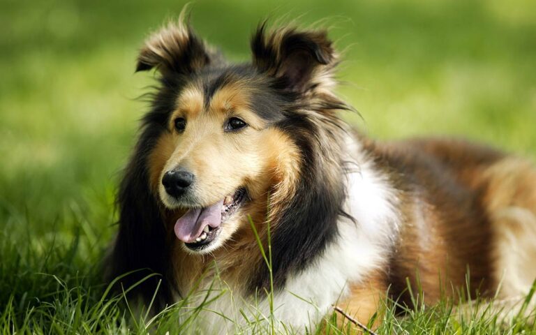 Shetland Sheepdog, Shetland Collie, Sheltie | DinoAnimals.com Shetland Sheepdog, Shetland Collie, Sheltie | DinoAnimals.com