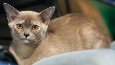 Burmese cat | DinoAnimals.com