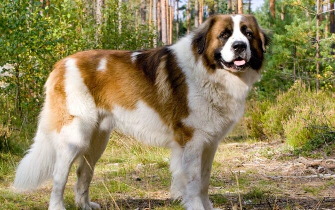 Moscow Watchdog | DinoAnimals.com