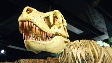 Tarbosaurus bataar | DinoAnimals.com